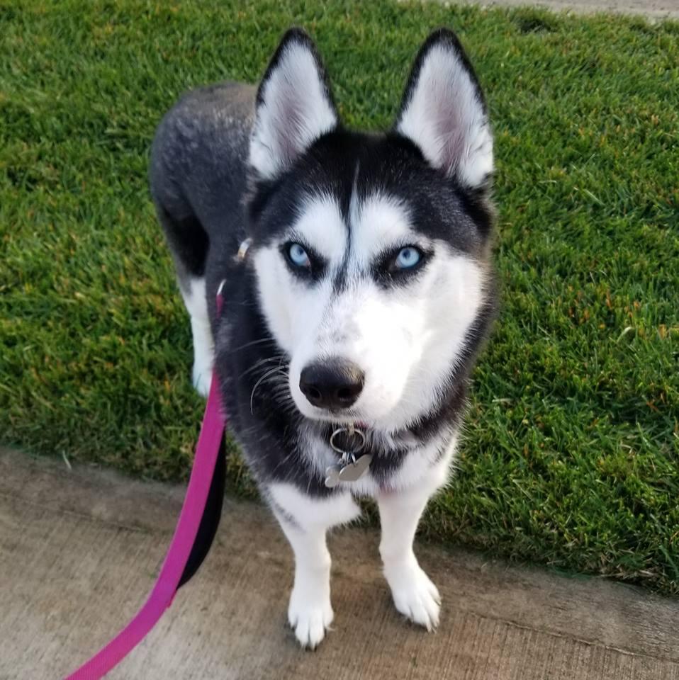 MyLeague: THUMPER RULES